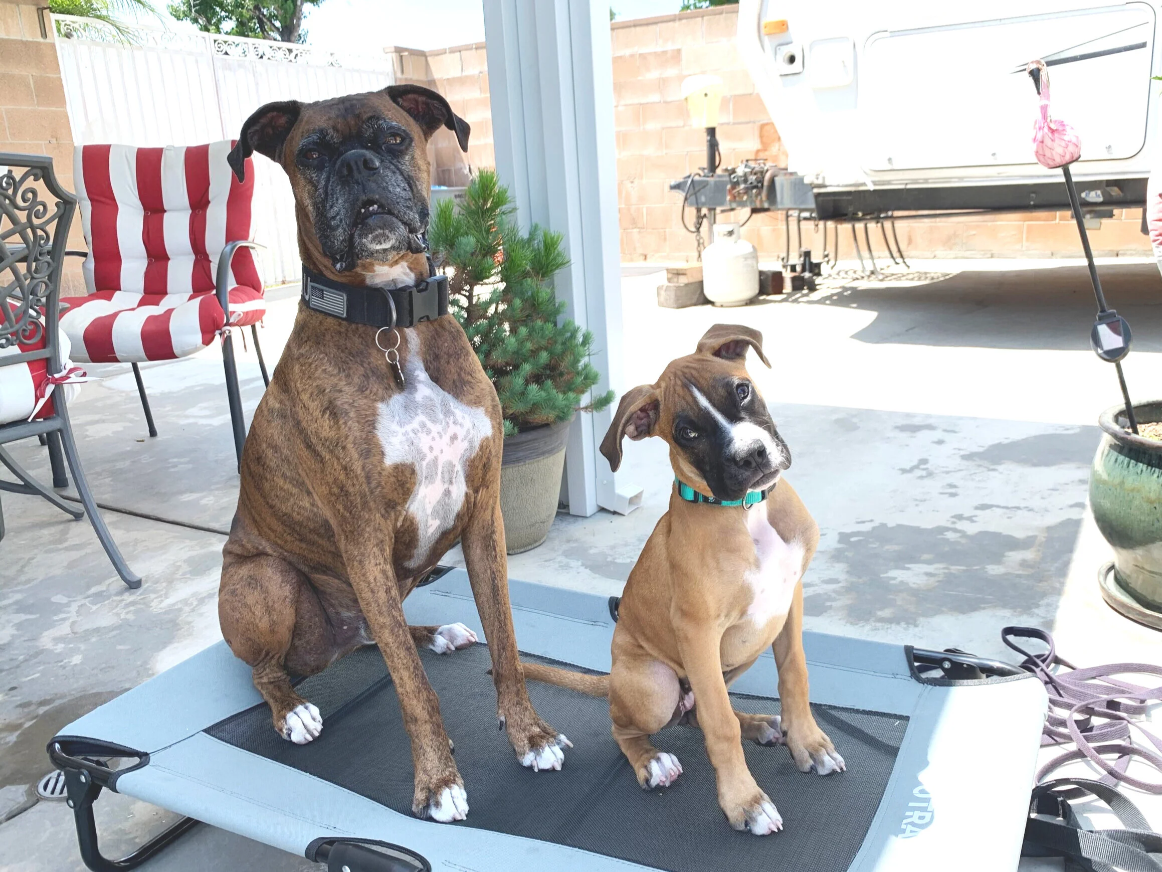 Kelly's K-9 College