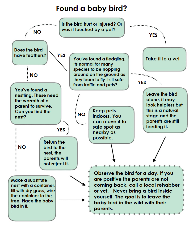 NZ Wildlife Rehabilitation