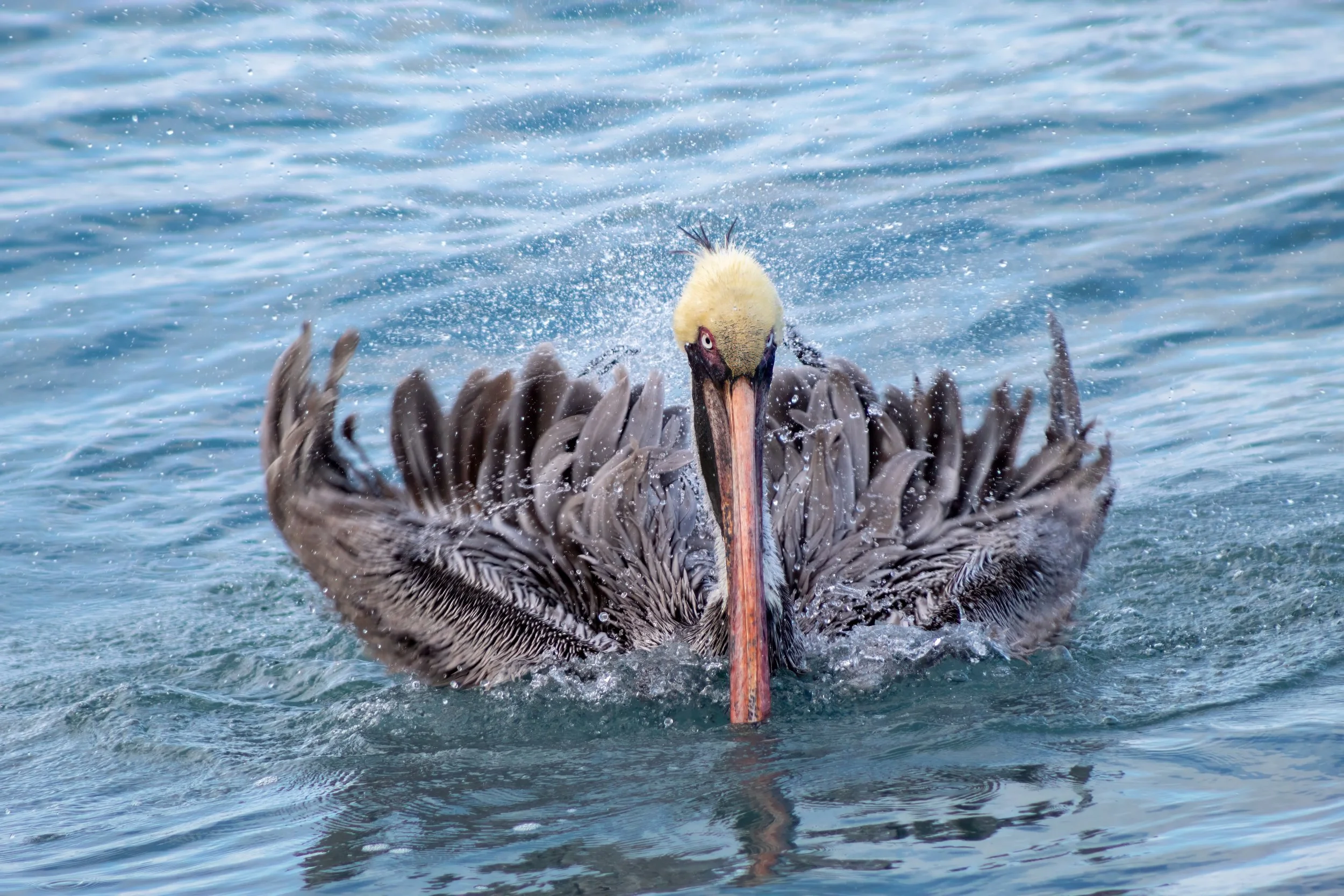 Gallery B in Bloomingfoods Near West Store — Bloomingfoods Co-op Market