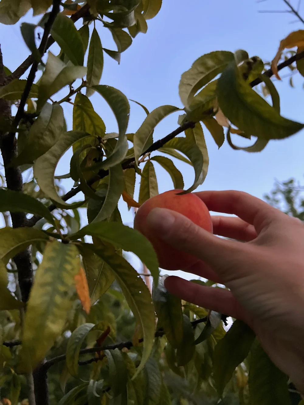 Savoring Summer's Sweetness: Embrace the Juicy Moments — Firefly Scout