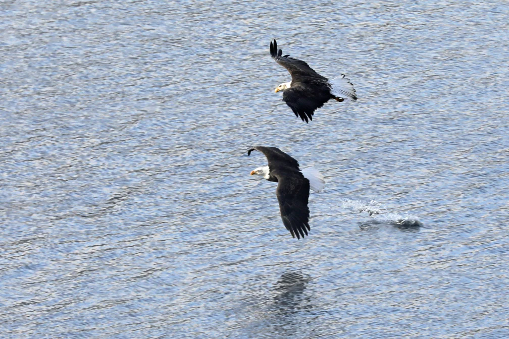 Shooting bald eagles on Lake Coeur d'Alene... — GEOPHOTOSCAPES