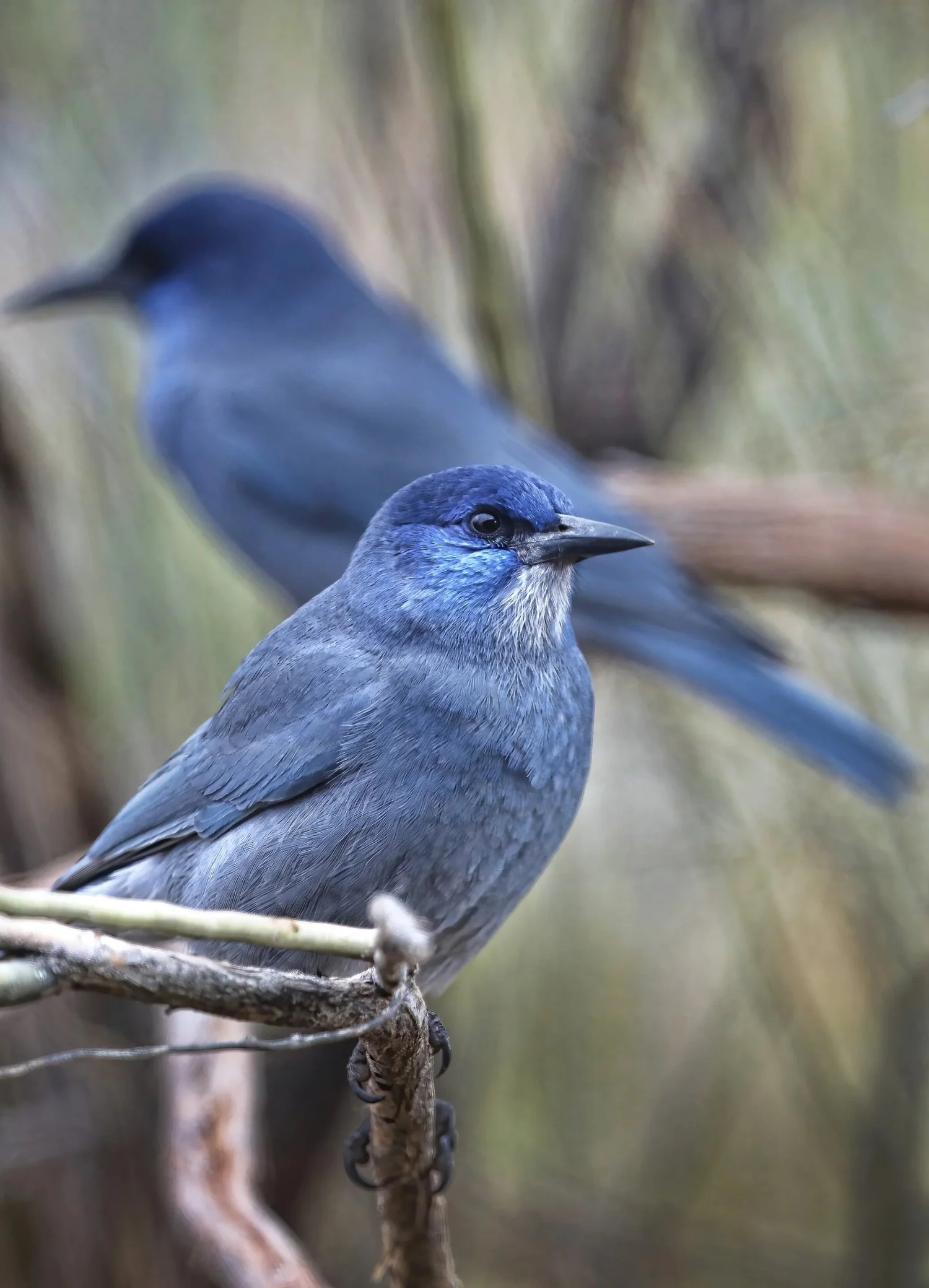 A band of screeching Pinyon Jays... — GEOPHOTOSCAPES