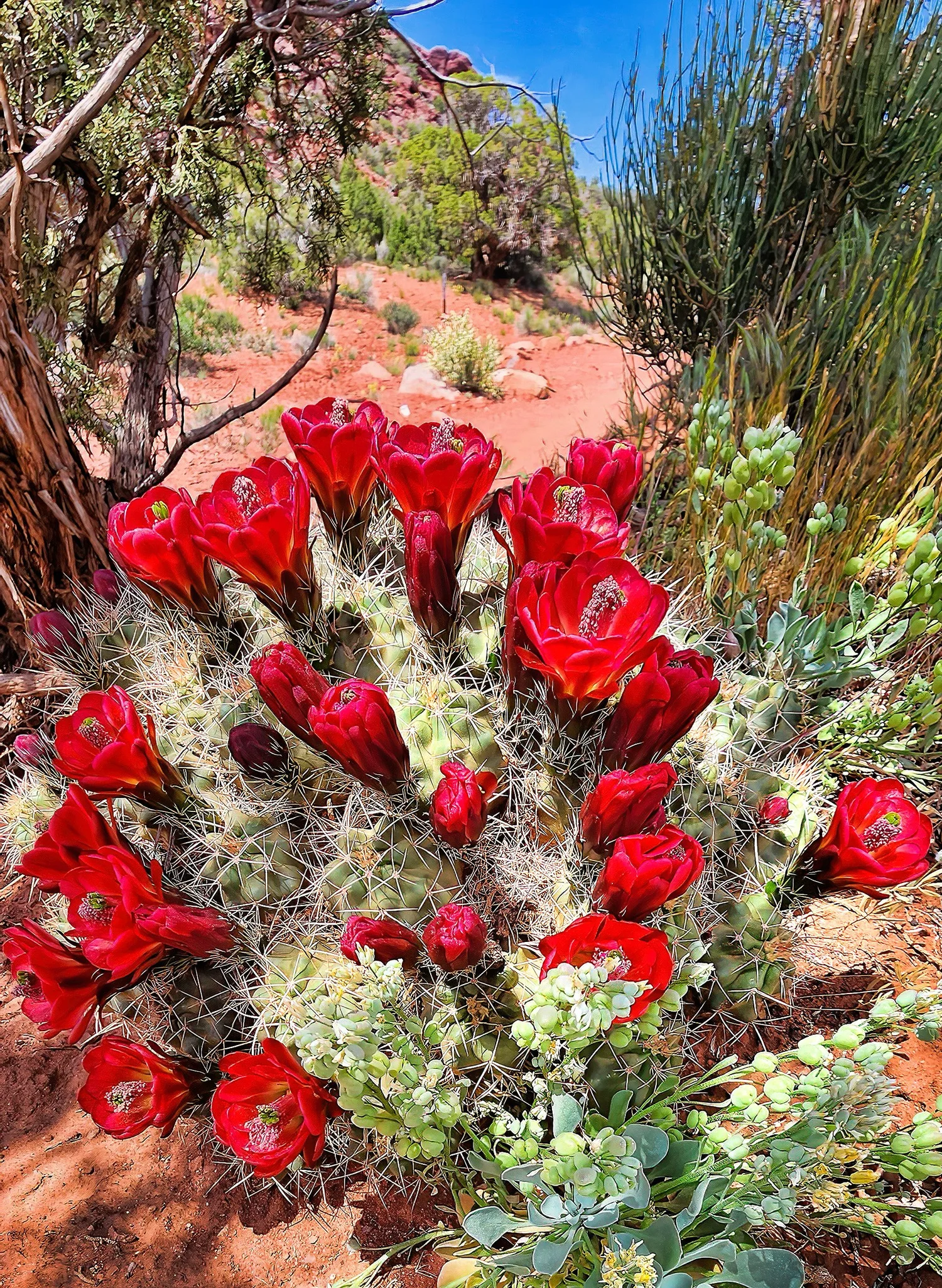 The striking claret cup cactus... — GEOPHOTOSCAPES