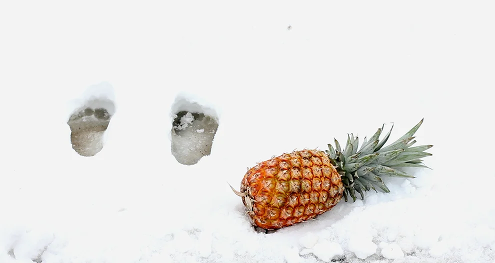 Pineapple Girl — LANI ASUNCIÓN