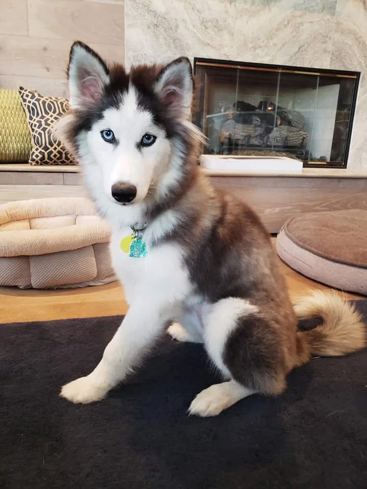 The Handicapables — Husky Haven of Florida