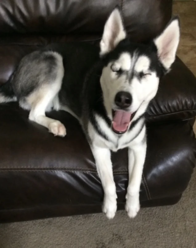 Meet the Handicapables — Husky Haven of Florida