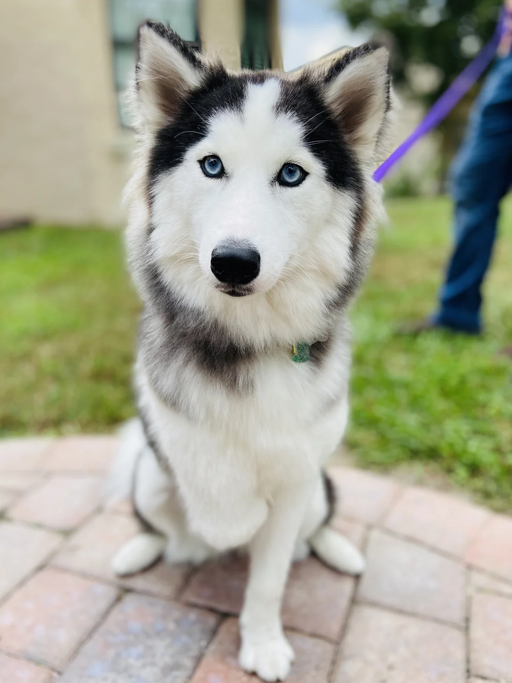 Meet the Handicapables — Husky Haven of Florida