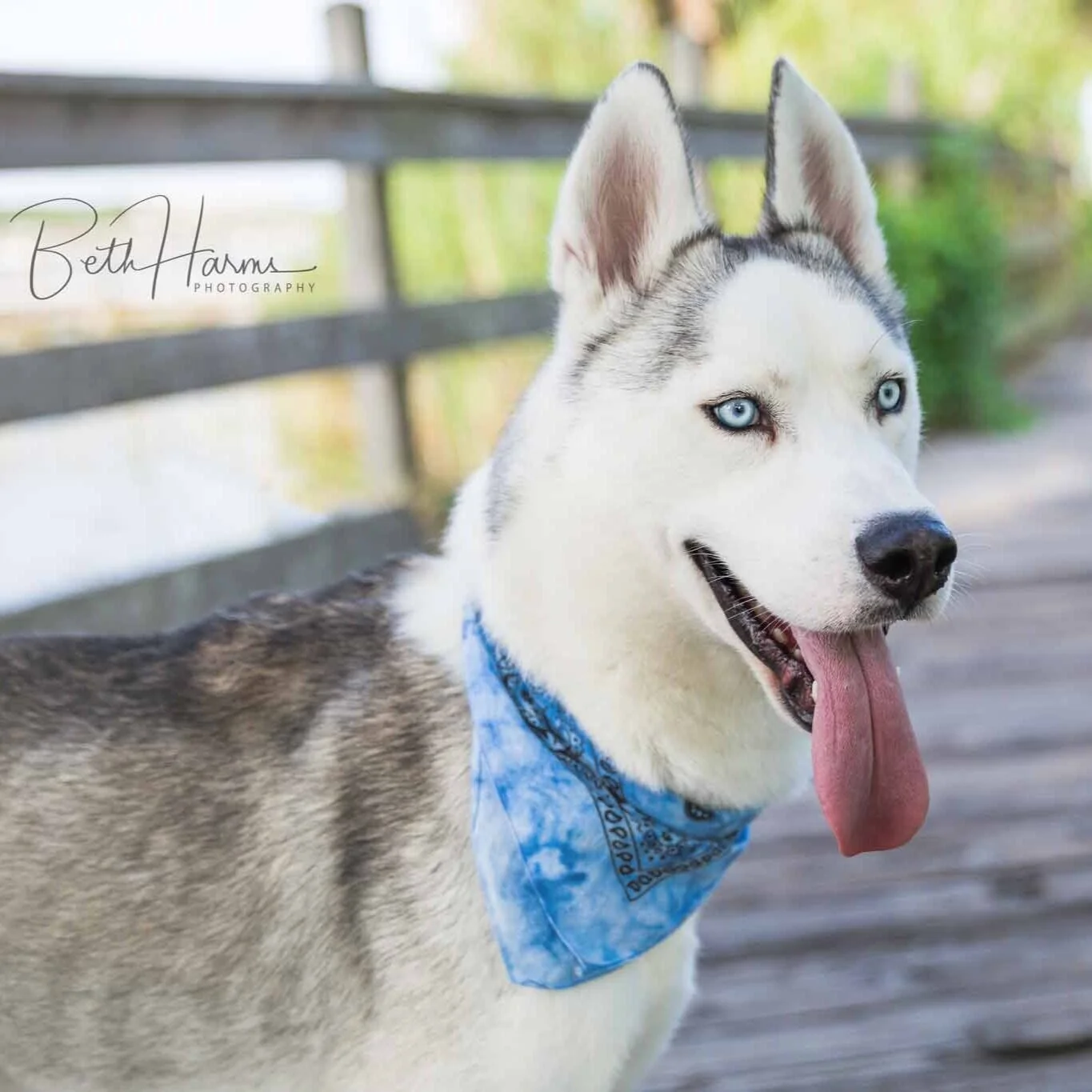 About the Breed — Husky Haven of Florida