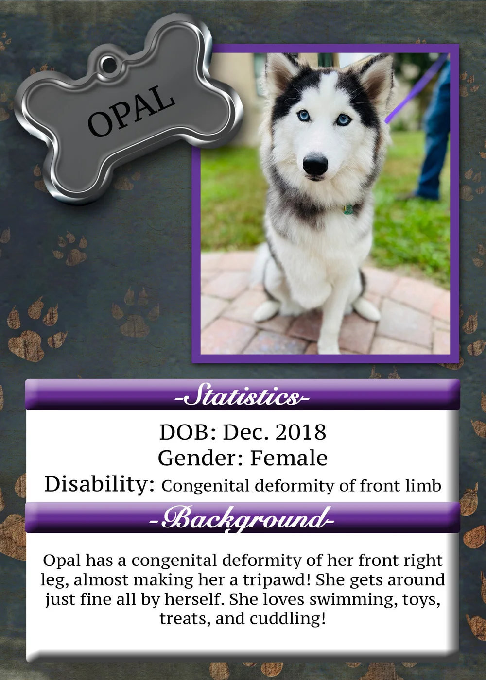 Are Huskies Known To Be Blind