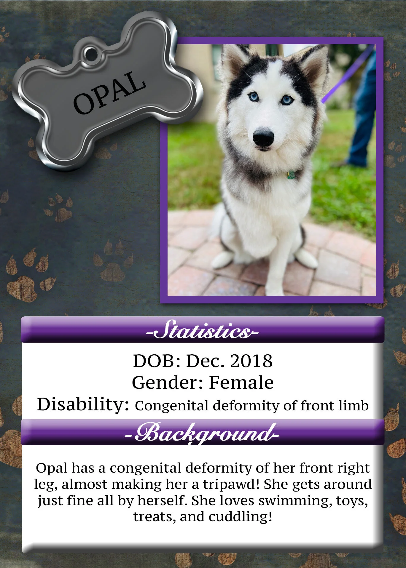 Be Special: Adopt a dog with Special Needs — Husky Haven of Florida