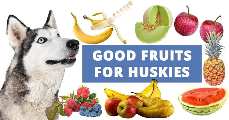 Nutrition — Husky Haven of Florida
