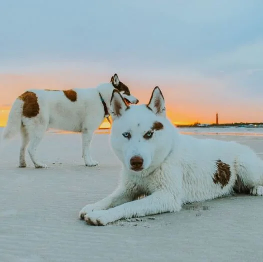 About the Breed — Husky Haven of Florida