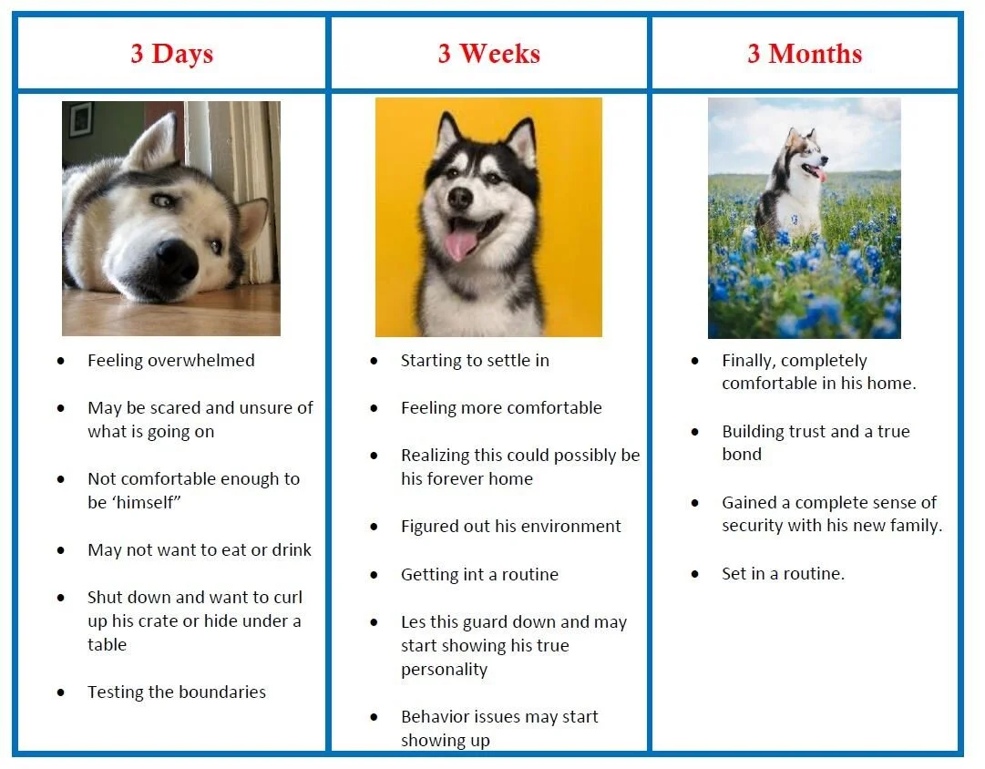 Welcome New Adopters Husky Haven Of Florida