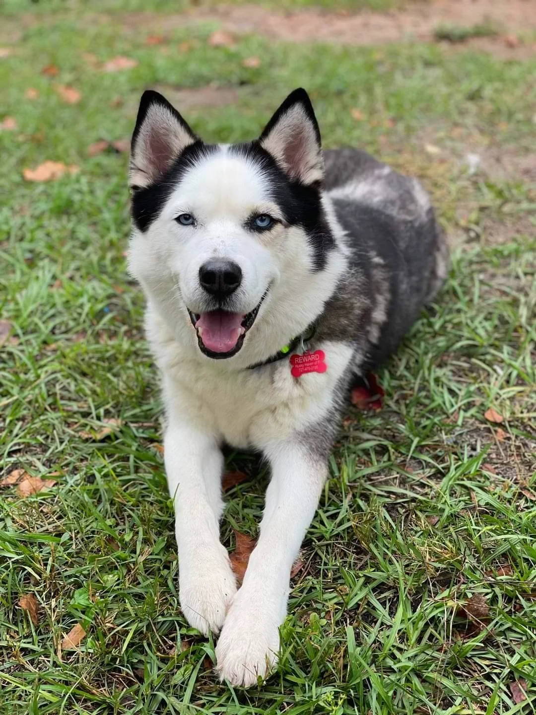 Are Husky Dogs Picky Eaters