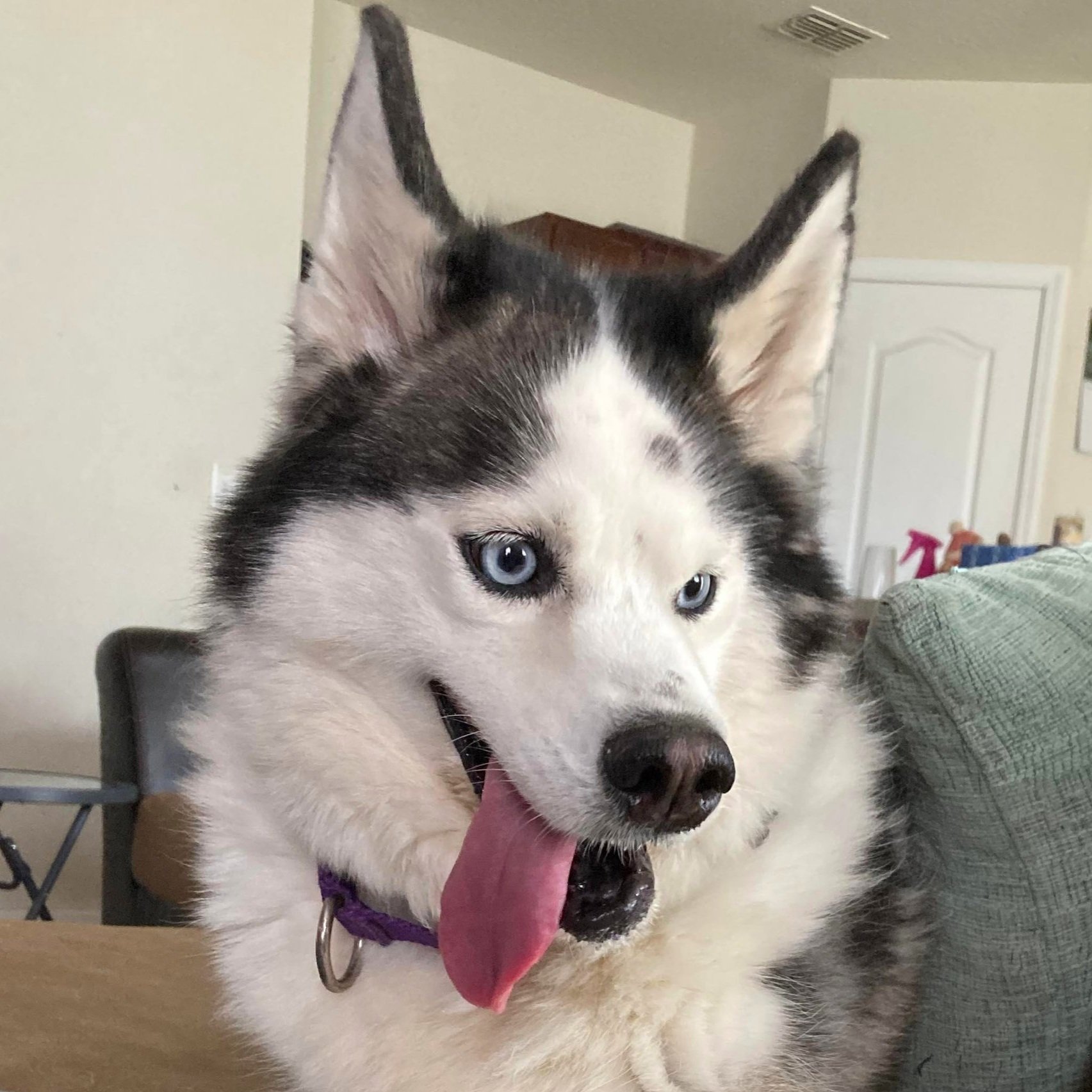 Adoptable Dogs — Husky Haven of Florida