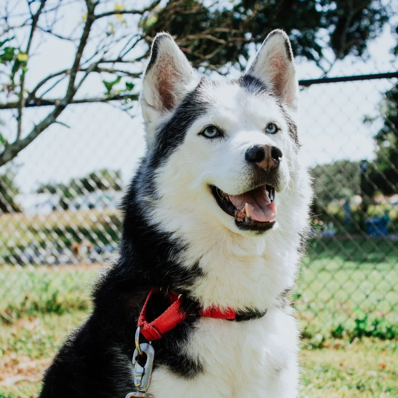 Adoptable Dogs — Husky Haven of Florida
