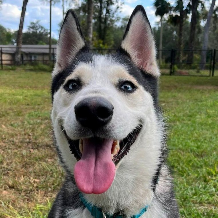 Adoptable Dogs — Husky Haven of Florida