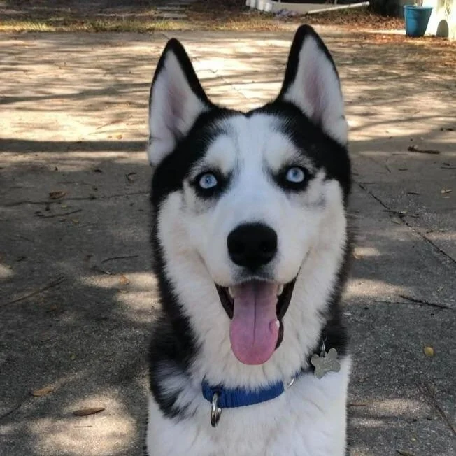 Adoptable Dogs — Husky Haven of Florida