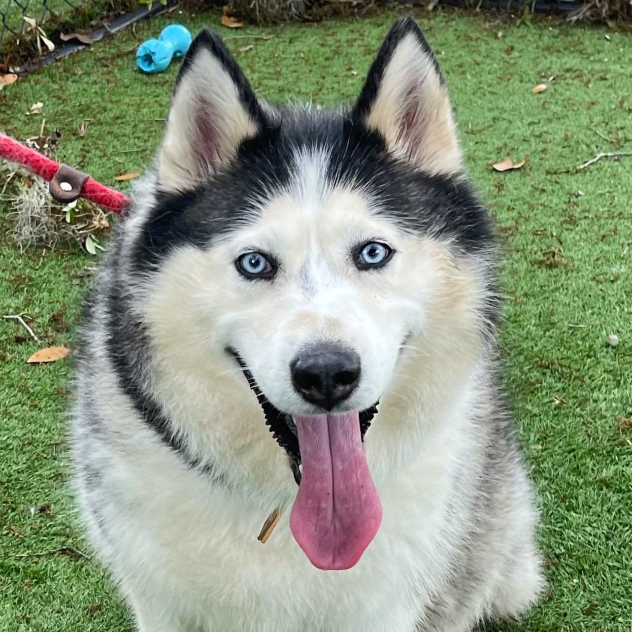 Adoptable Dogs — Husky Haven of Florida