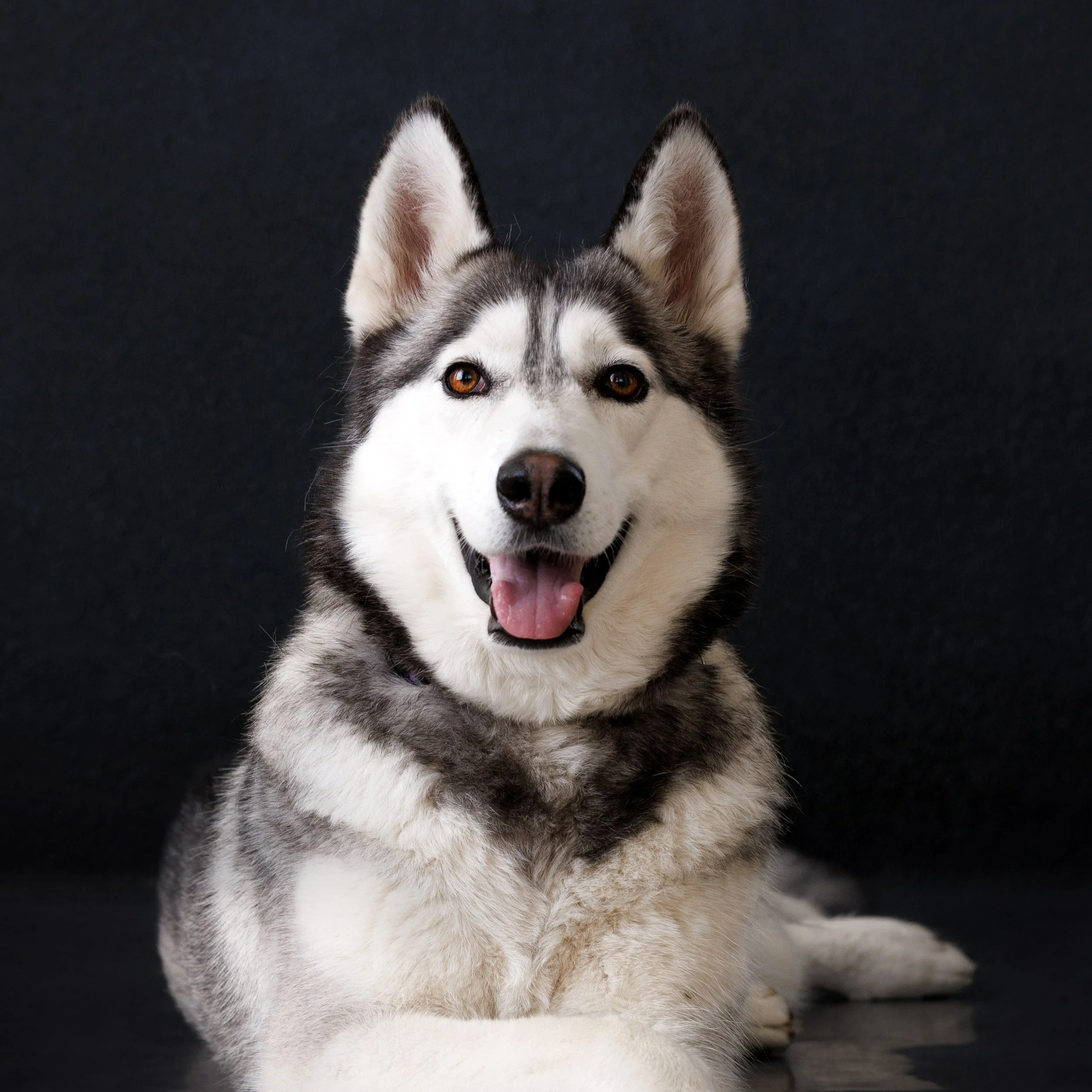 Adoptable Dogs — Husky Haven of Florida