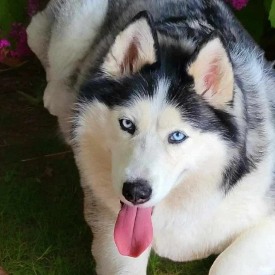 Adoptable Dogs — Husky Haven of Florida