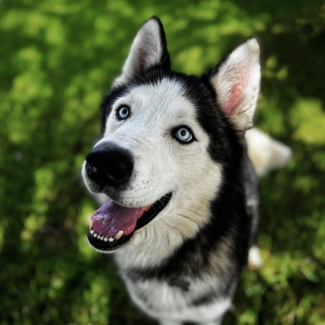 Adoptable Dogs — Husky Haven of Florida