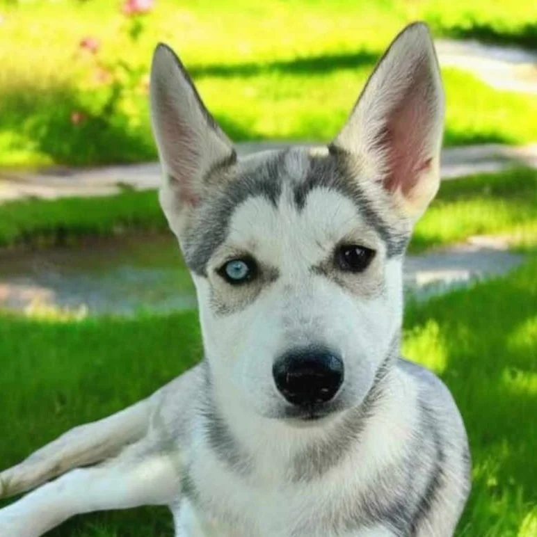 Dogs Puppies — Husky Haven of Florida