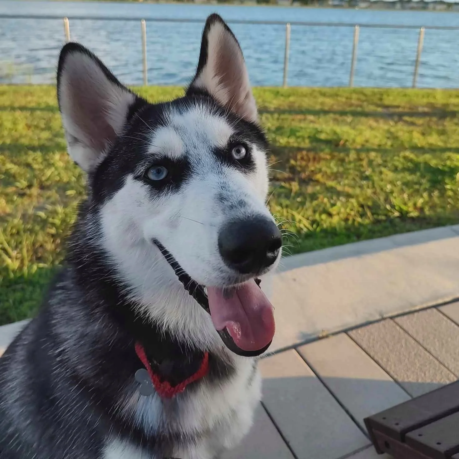 Dogs Puppies — Husky Haven of Florida