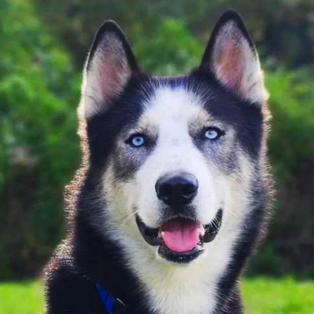 Adoptable Dogs — Husky Haven of Florida