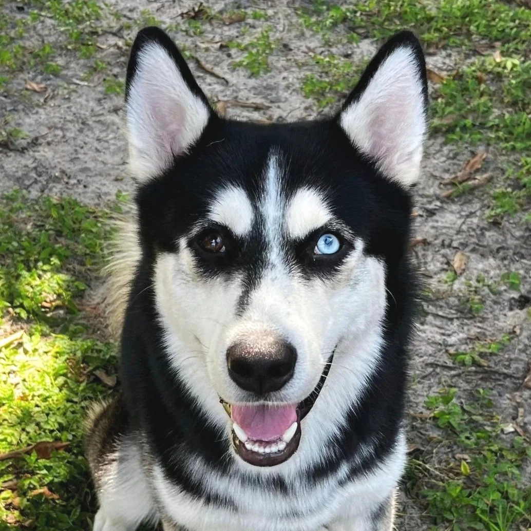 Adoptable Dogs — Husky Haven of Florida