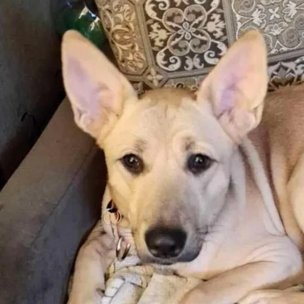 Dogs Puppies — Husky Haven of Florida