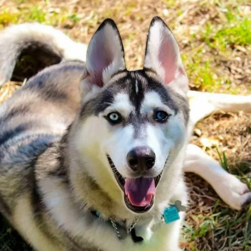 Dogs Puppies — Husky Haven of Florida