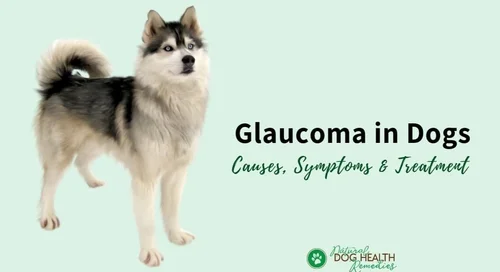 Glaucoma in Dogs — Husky Haven of Florida