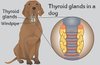 Hypothyroidism in Dogs — Husky Haven of Florida