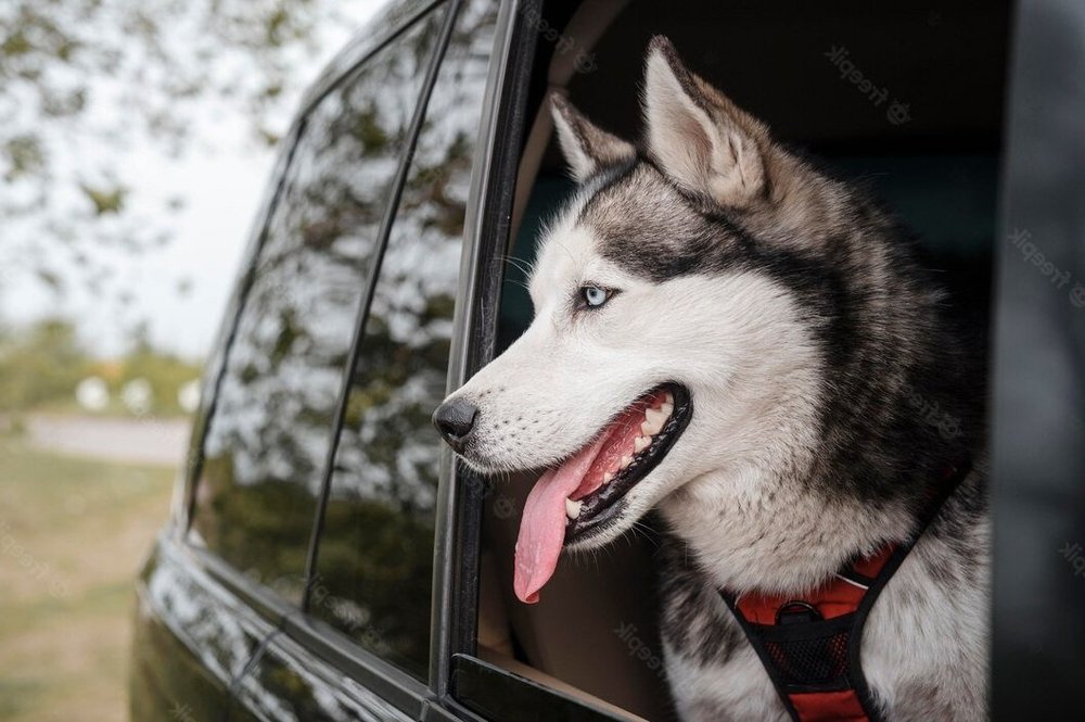 Happy Husky Road Trips — Husky Haven of Florida