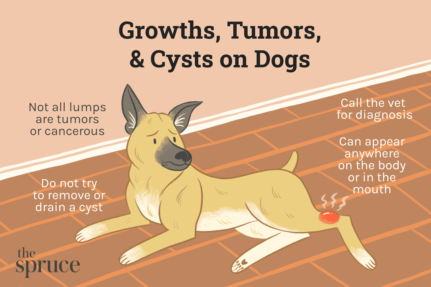 Canine Mast Cell Tumors Diagnosis Treatment And Prognosis Dog Carely Canine Mast Cell Tumors Diagnosis Treatment And Prognosis Dog Carely