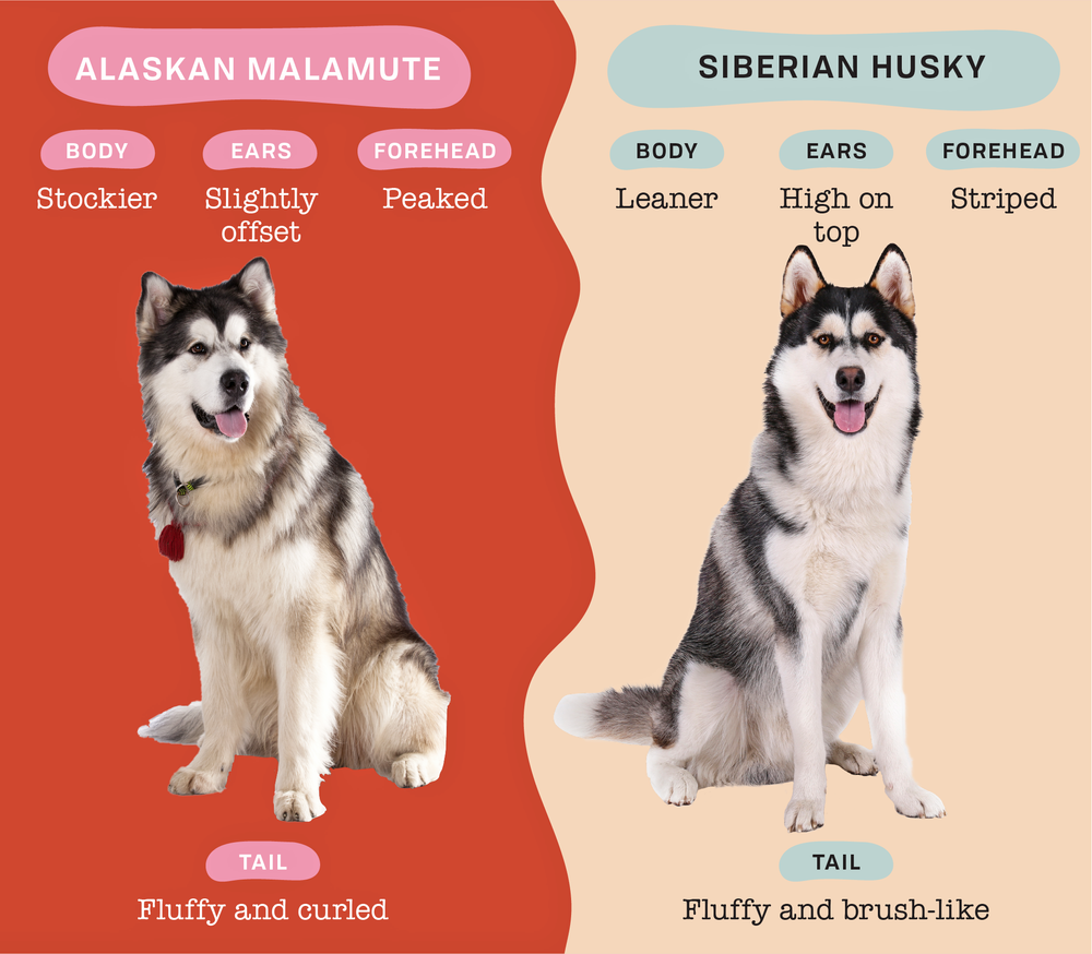 What Is The Difference Between An Alaskan Husky And A Siberian Husky