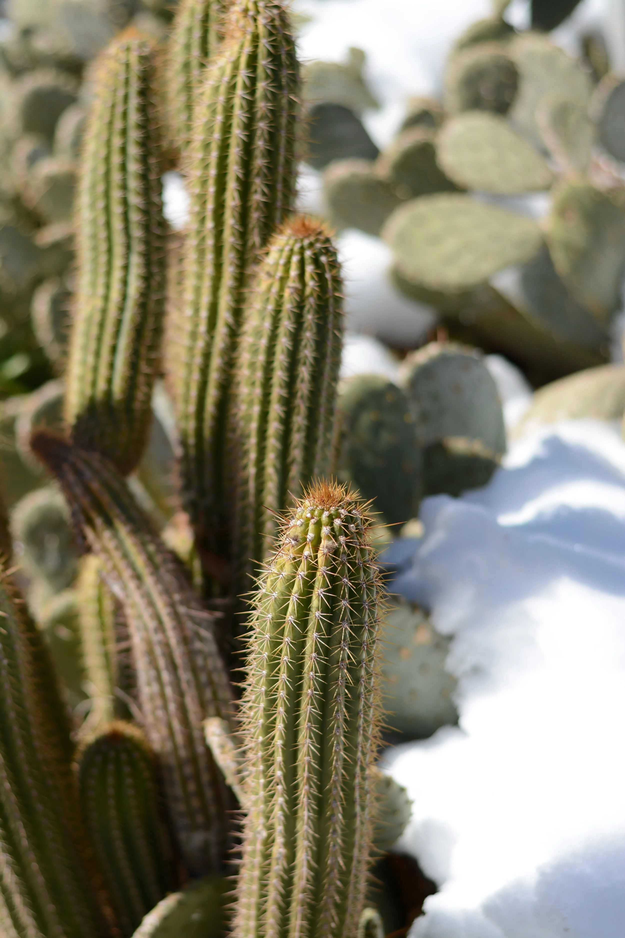 Everything you need to know about visiting Joshua Tree! — Avery Abroad