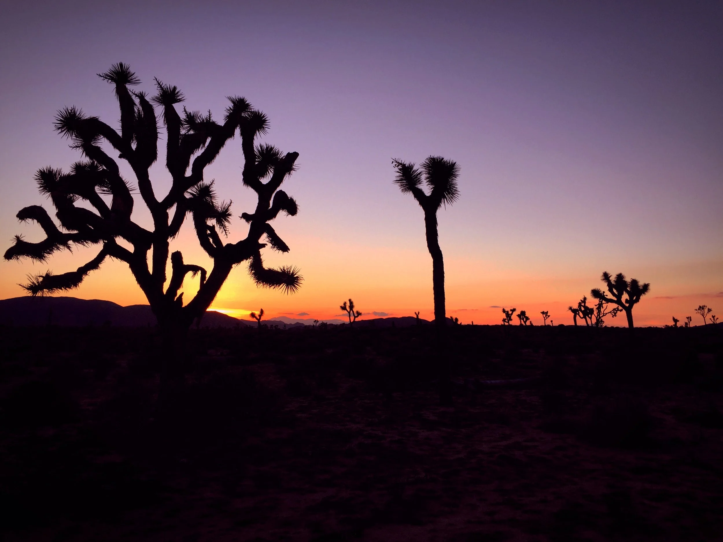Everything you need to know about visiting Joshua Tree! — Avery Abroad