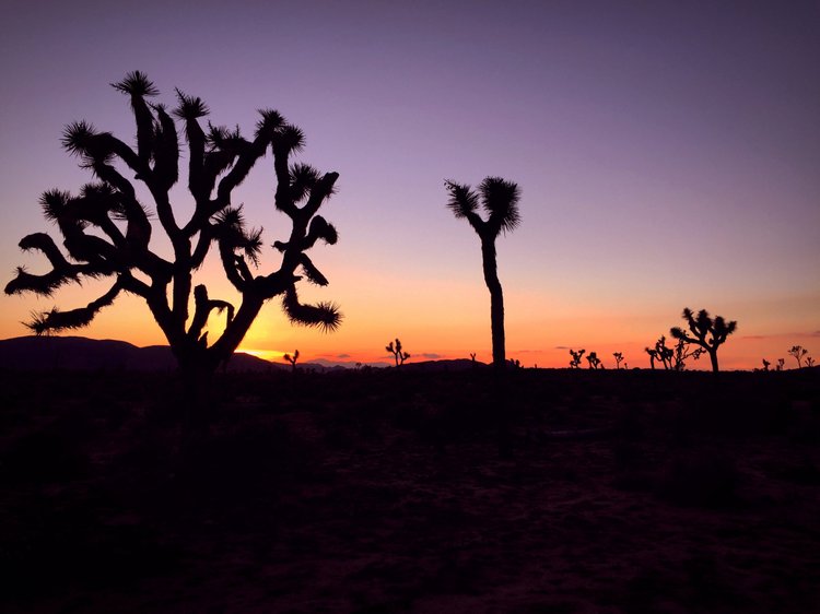 Everything you need to know about visiting Joshua Tree! — Avery Abroad