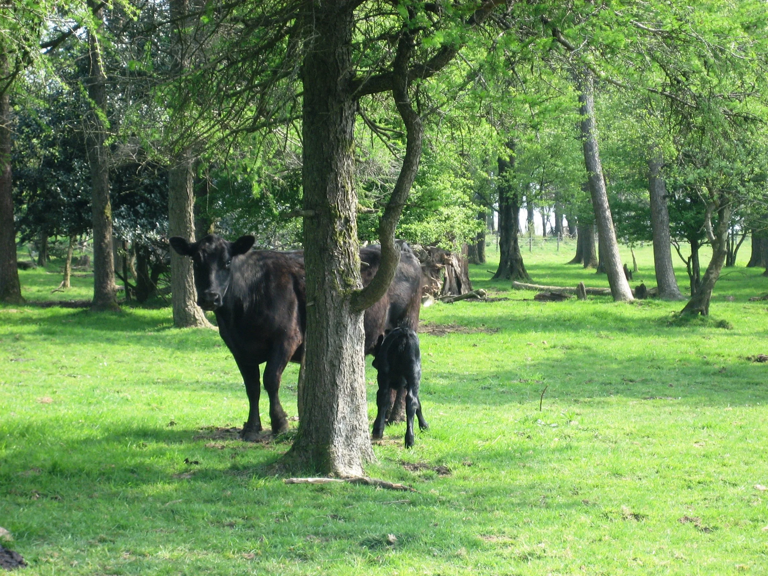 Fernhill Farm Shop - our online platform to pre-order, click and ...
