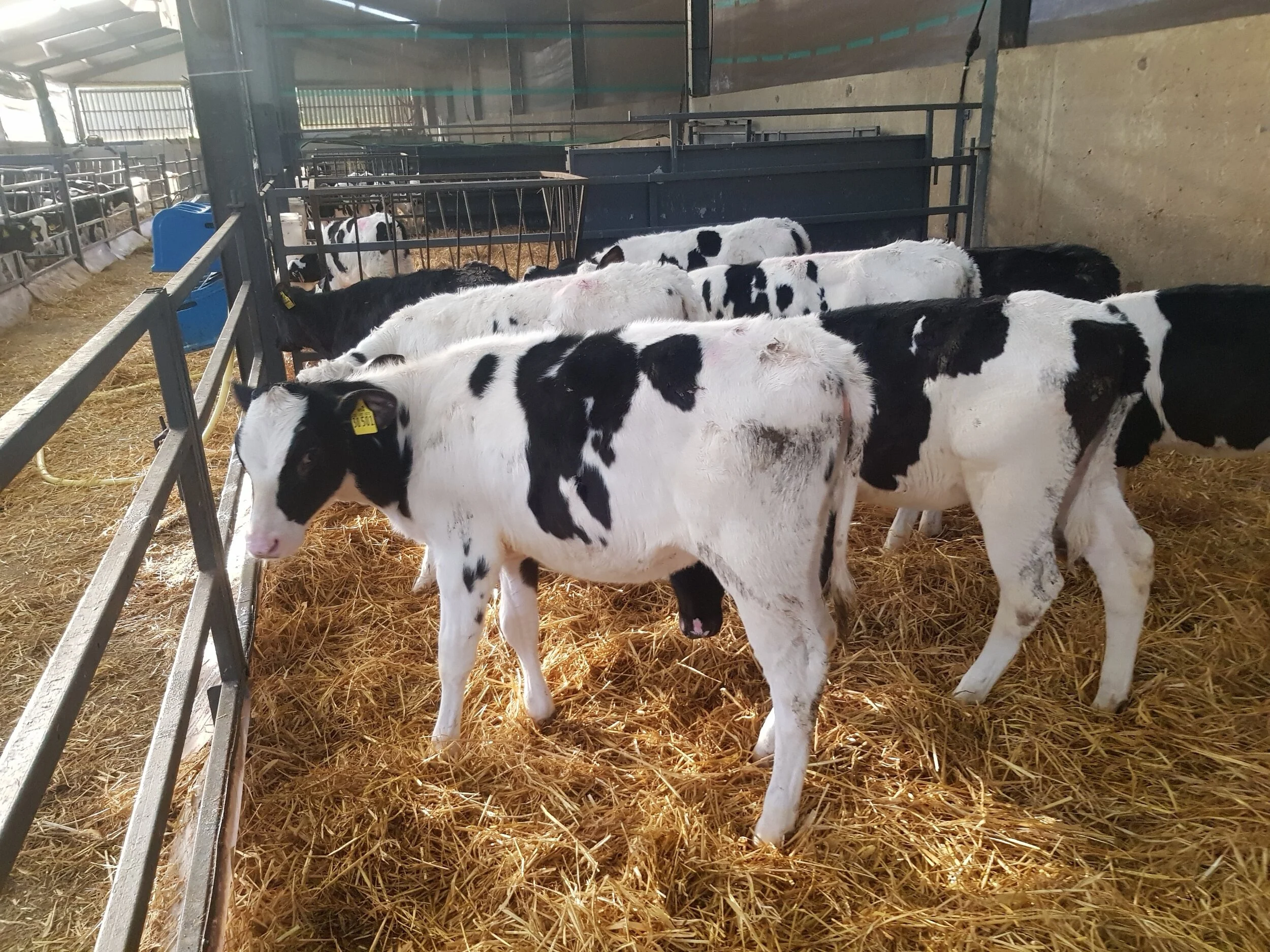 Twelve Pedigree German Heifer Calves | Wicklow Calf Company