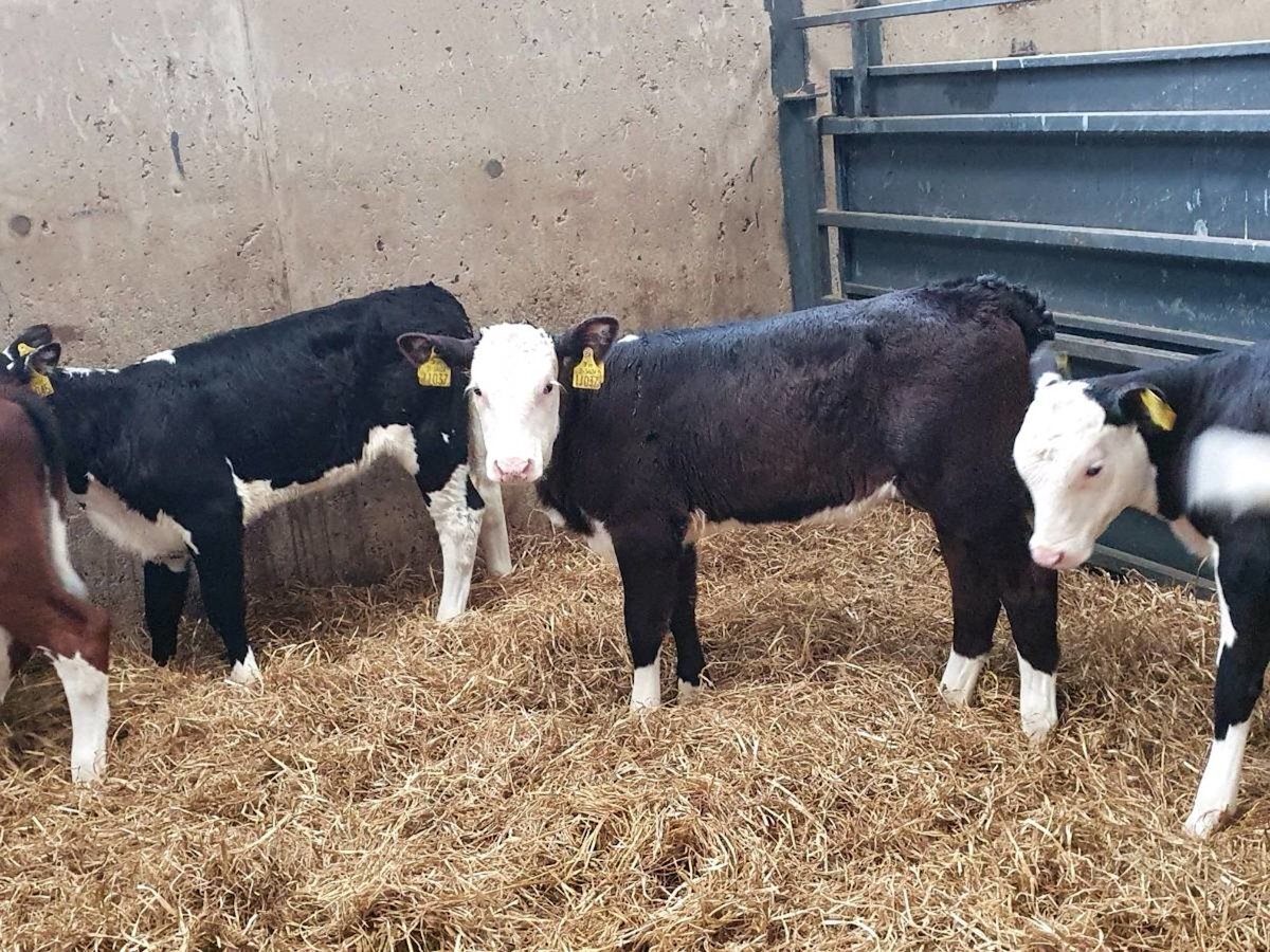 Ten Proper Heifers Calves | Wicklow Calf Company