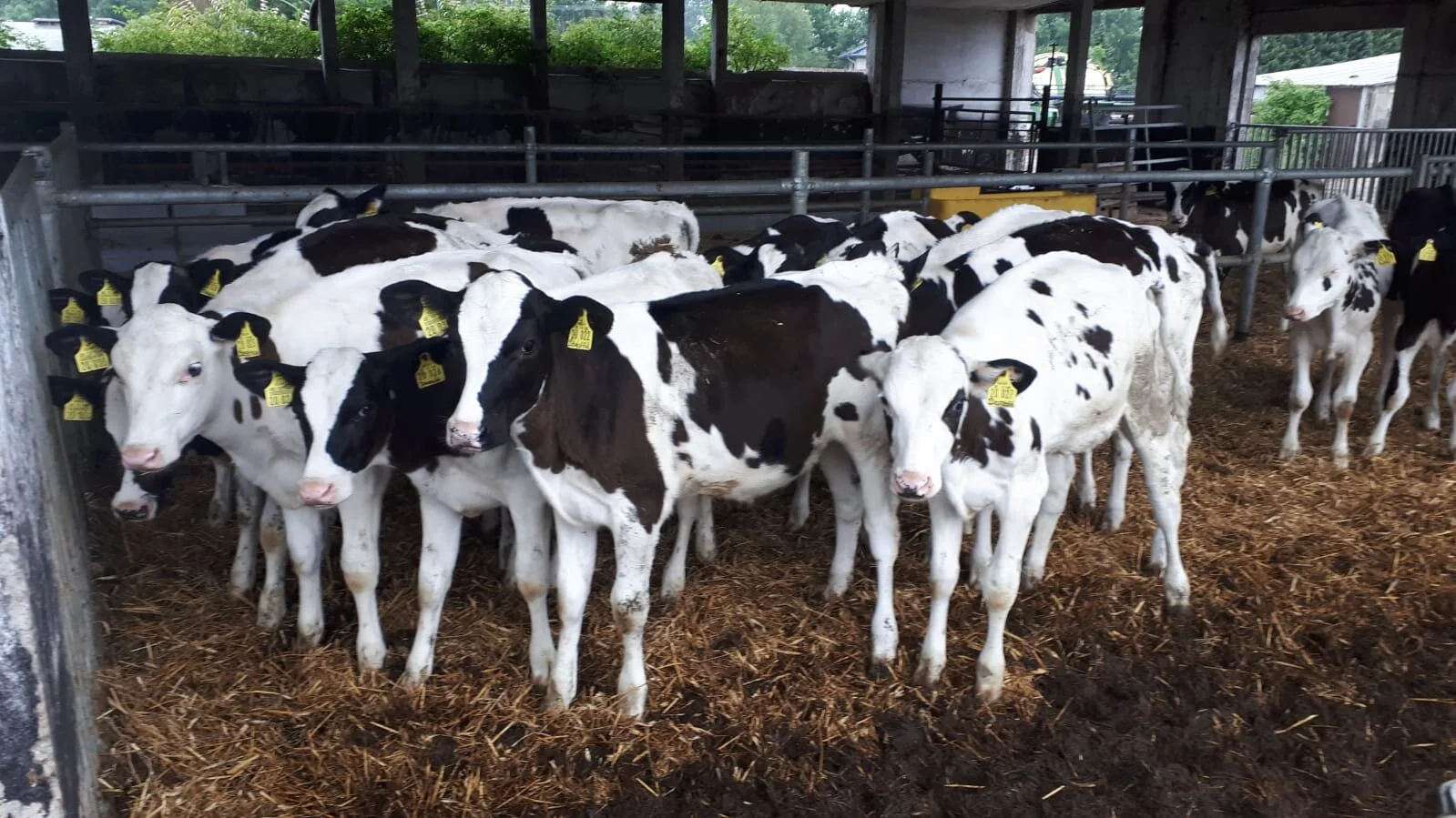 PEDIGREE GERMAN HEIFER CALVES FOR SALE | Wicklow Calf Company