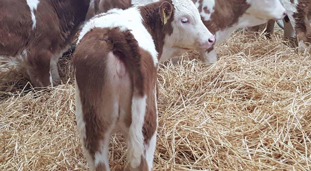 Pedigree German Fleckvieh Calves | Wicklow Calf Company