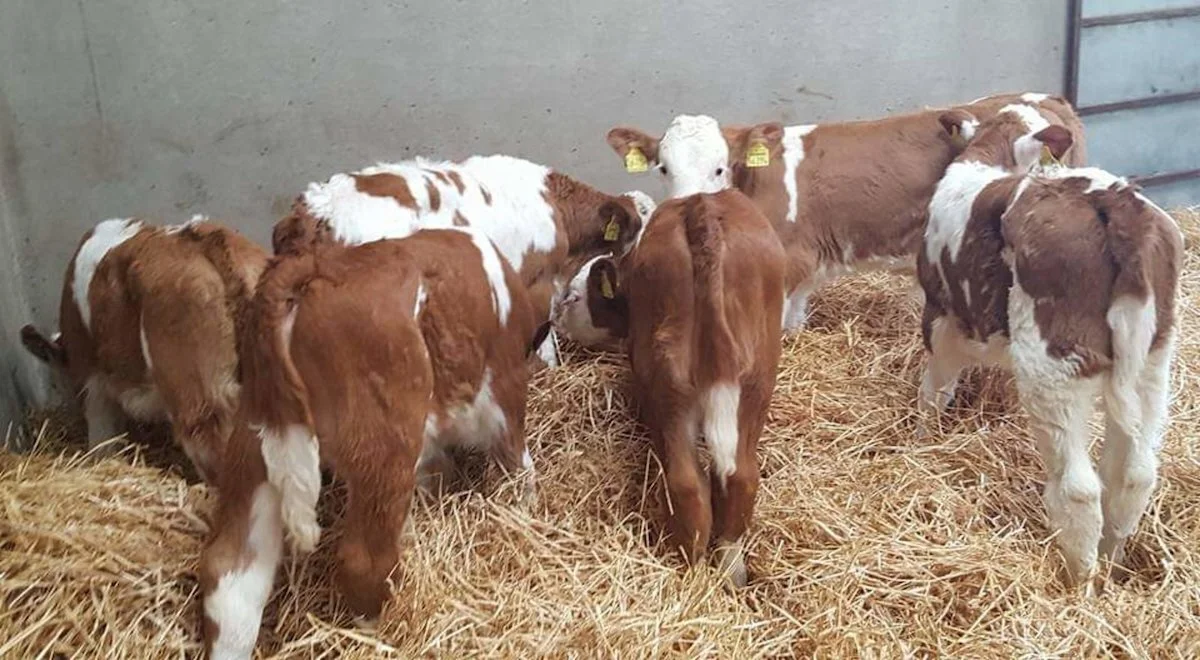 Pedigree German Fleckvieh Calves | Wicklow Calf Company