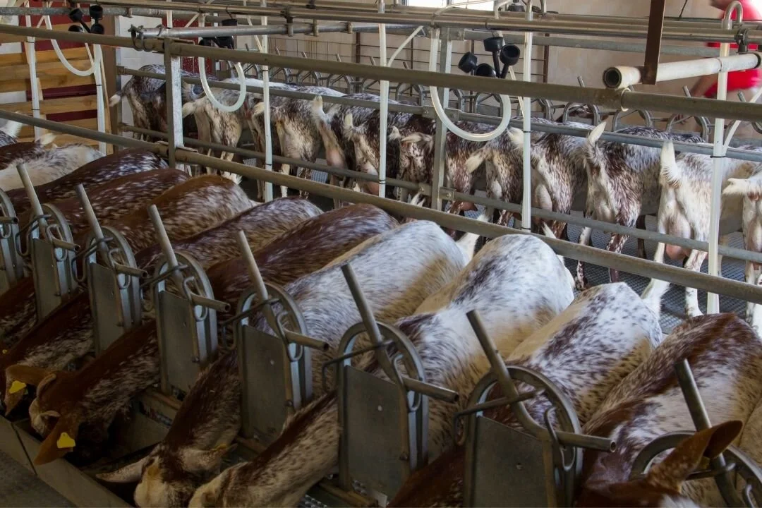 Extensive Livestock Farming | Wicklow Calf Company