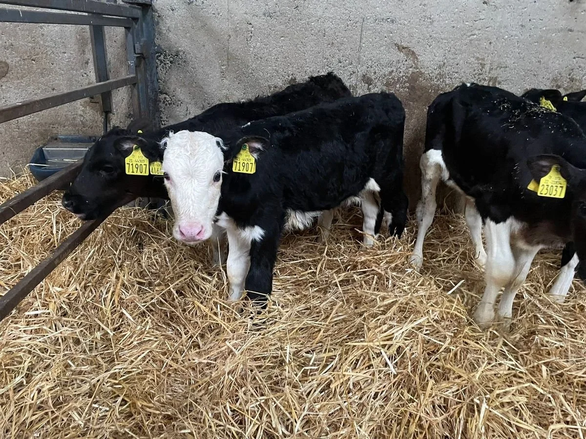 5 Friesian & Hereford Bull Calves | Wicklow Calf Company