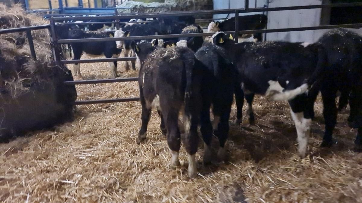 6 Reared Bull Calves | Wicklow Calf Company