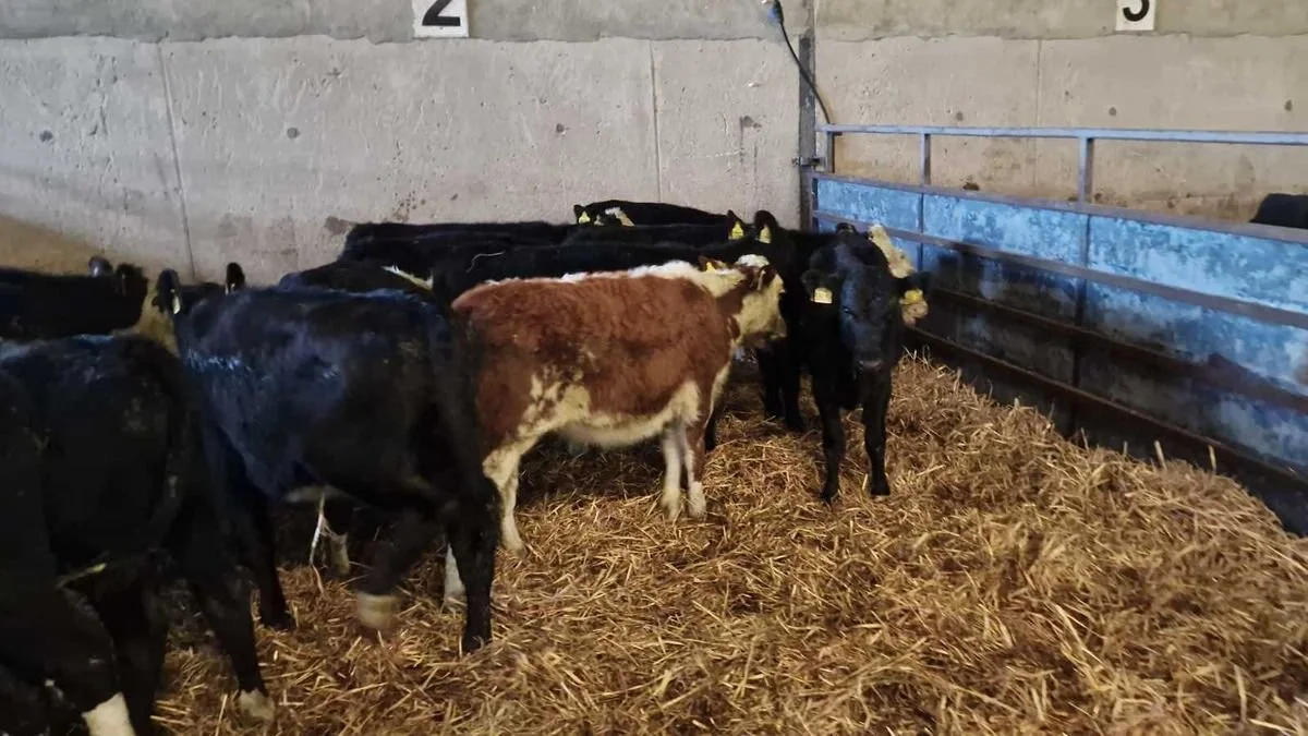 15 Heifer Calves *ALL FROM 1 FARM* | Wicklow Calf Company
